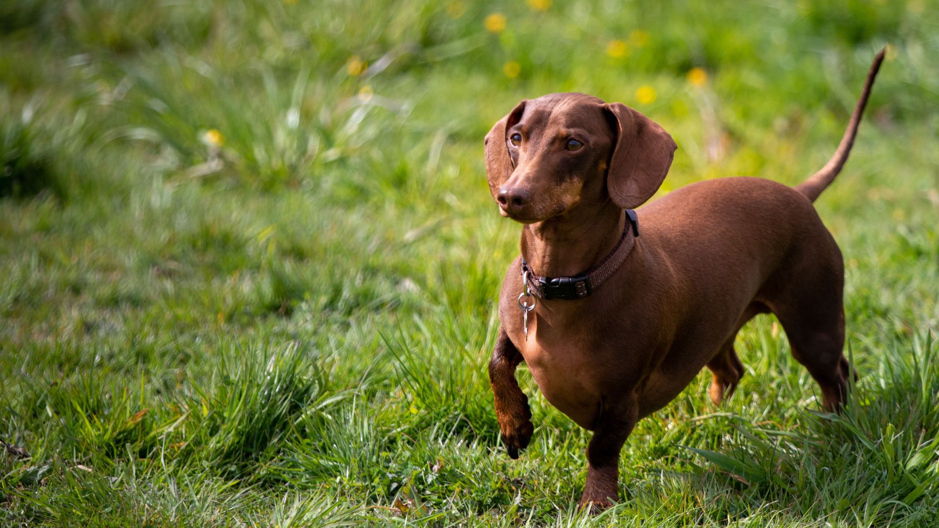 Pet Information In Concord, NC | Concord Parkway Animal Hospital