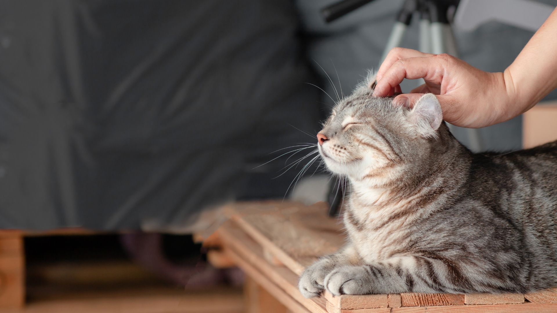 Concord Parkway Animal Hospital Patient Gallery | Vet Clinic In Concord, NC