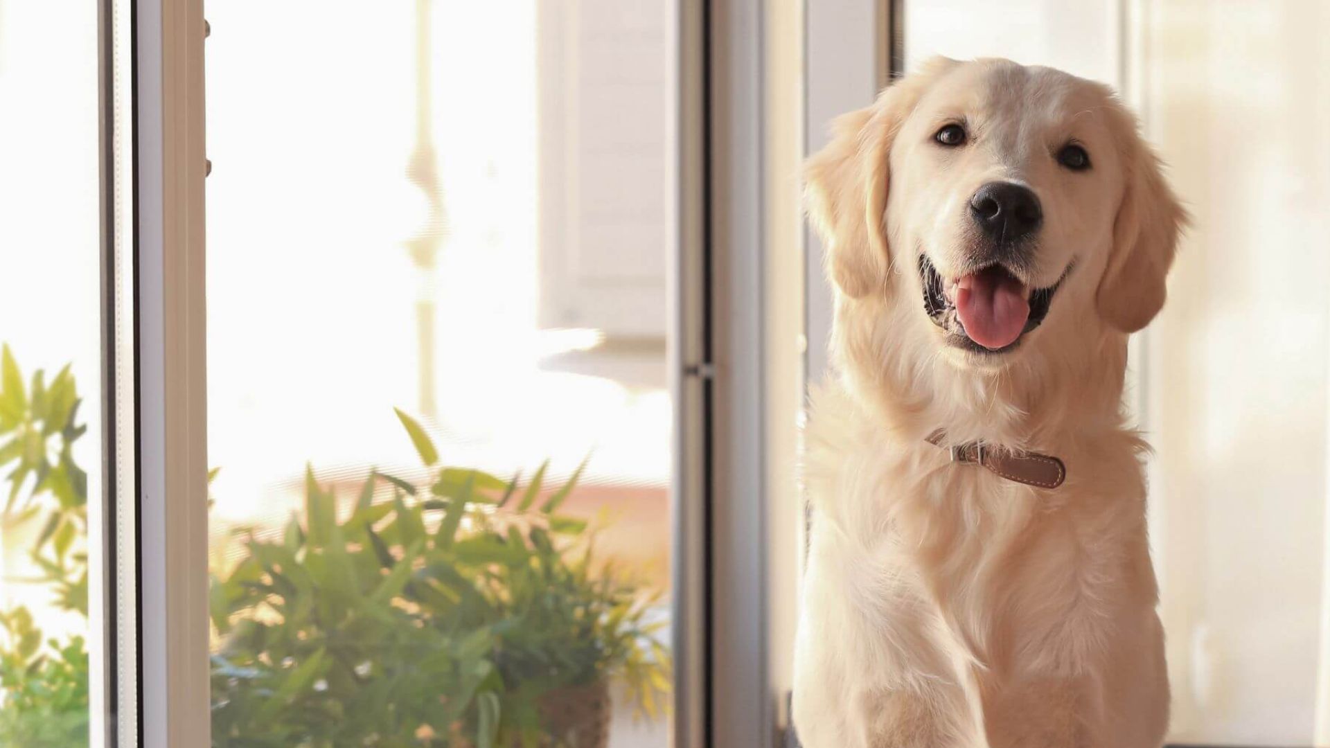 Veterinarian Reviews In Concord, NC | Concord Parkway Animal Hospital