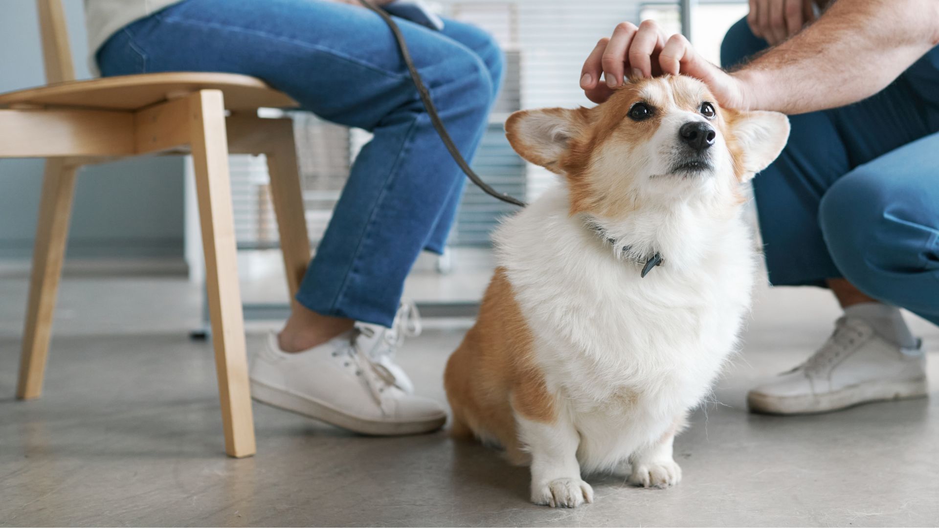 Concord, NC Veterinary Services | Concord Parkway Animal Hospital